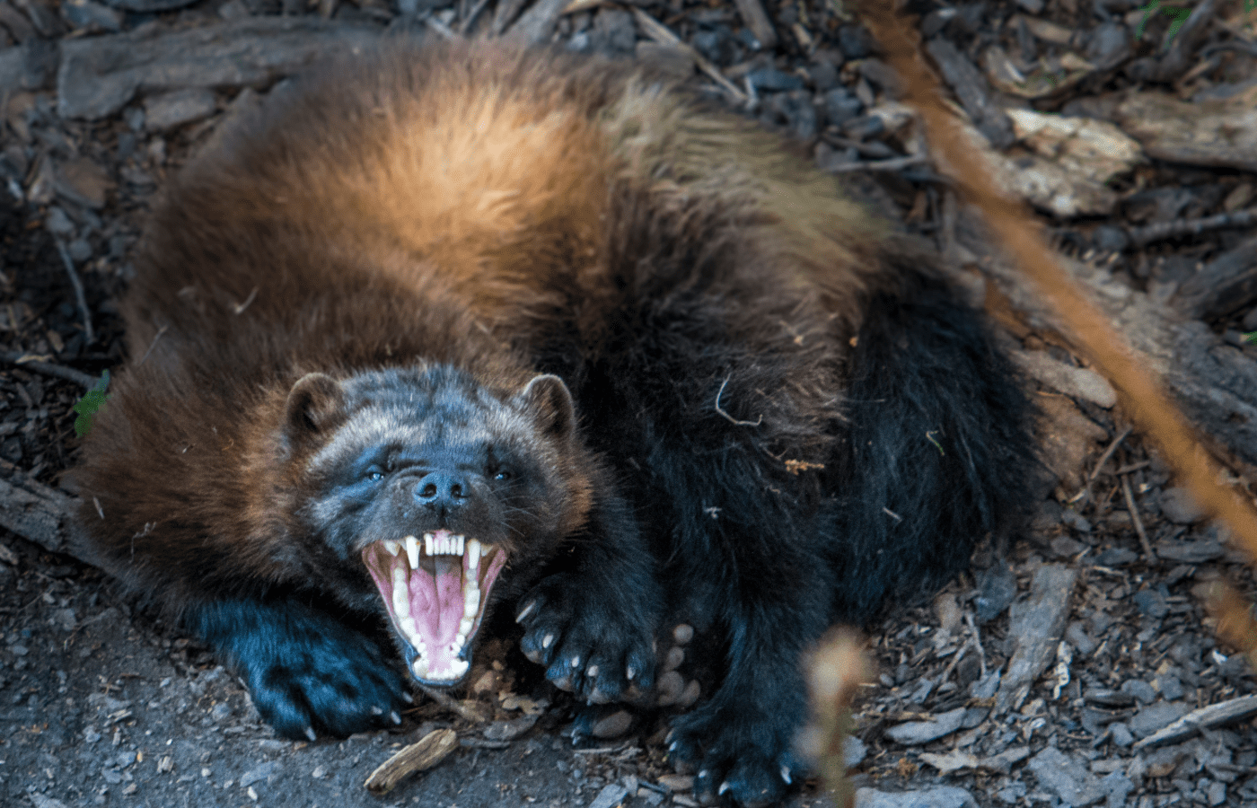 The 10 Most Deadly Predators in North America - The Quick Report