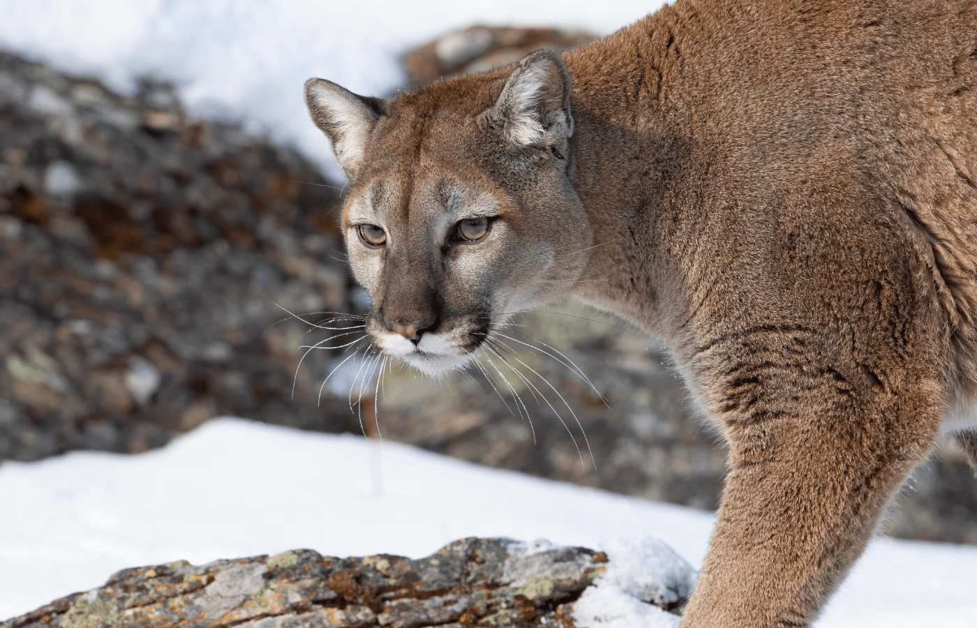 The 10 Most Deadly Predators in North America - The Quick Report