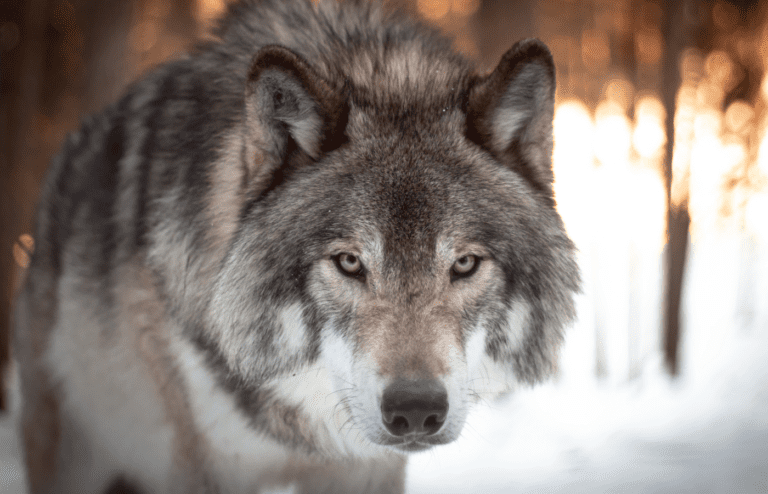 The 10 Most Deadly Predators in North America - The Quick Report