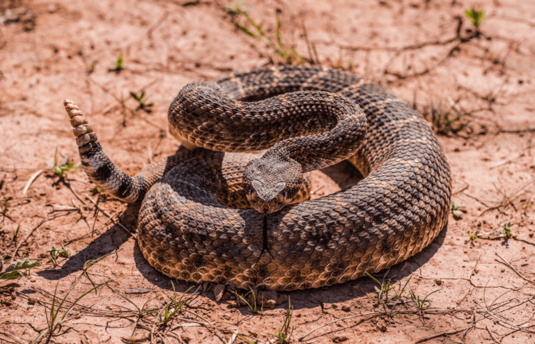 The 10 Most Deadly Predators in North America - The Quick Report