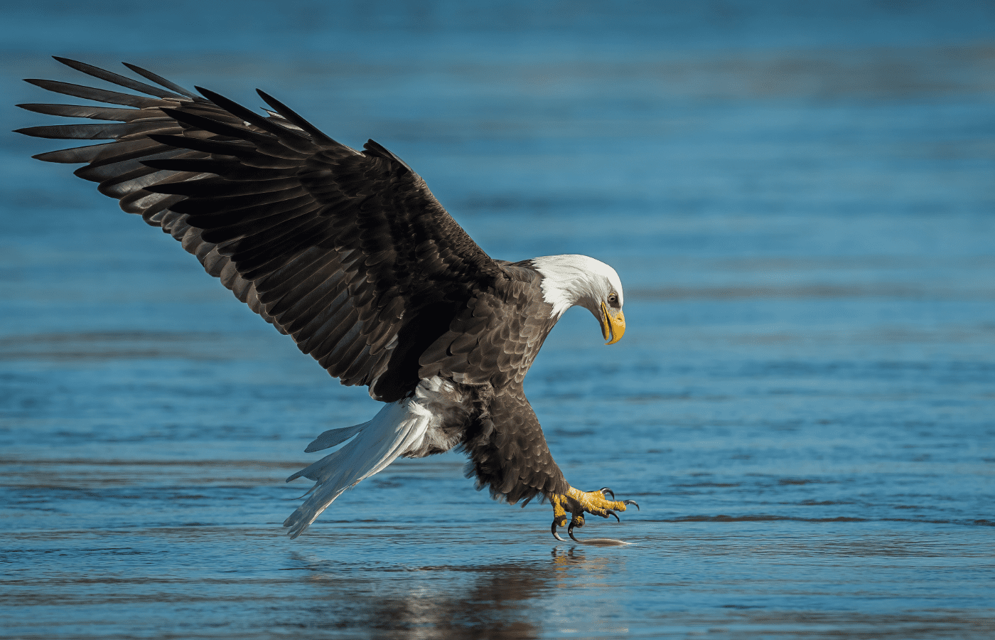 The 10 Most Deadly Predators in North America - The Quick Report