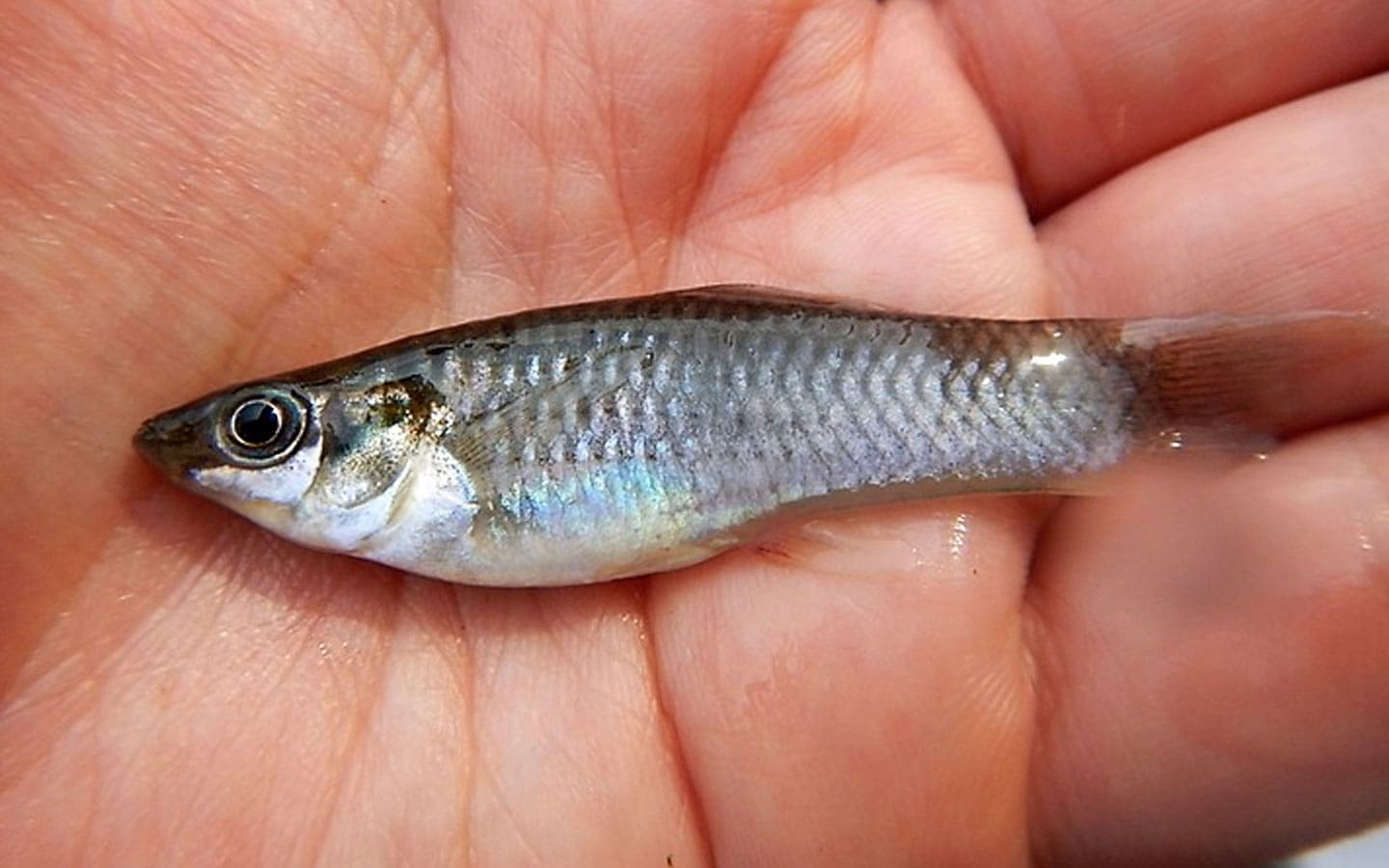 These Strange Animals Can Reproduce by Themselves - The Quick Report