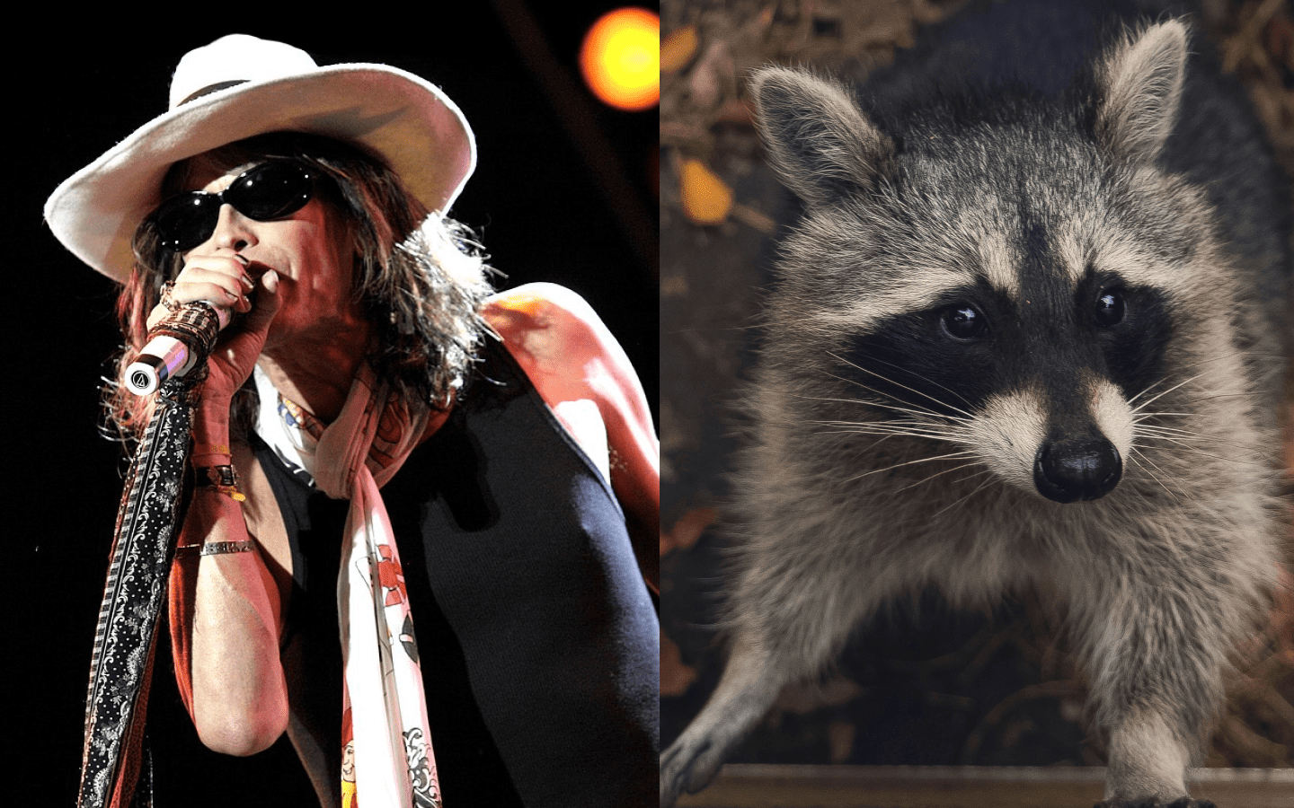 These Celebrities Had the Strangest Pets - The Quick Report