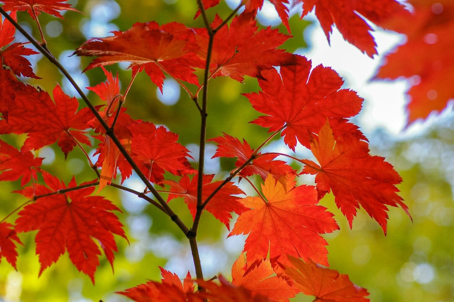 10 Power Colors And Their Magickal Meanings - The Quick Report
