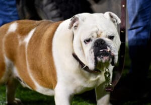 The 29 Most Successful NFL Seasons Ever - The Quick Report