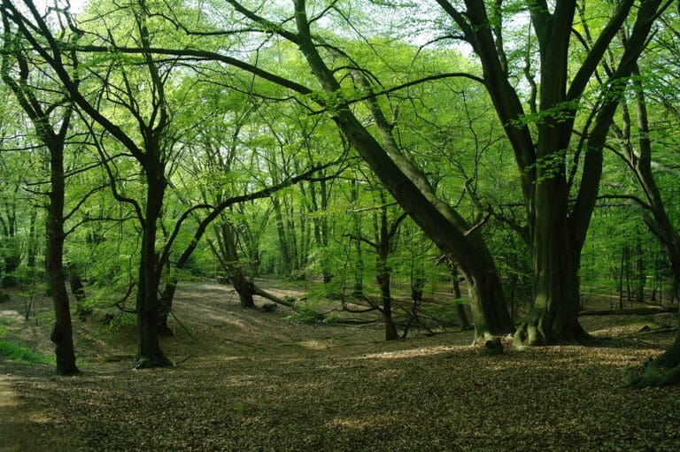 The 10 Most Haunted Forests in the World - The Quick Report