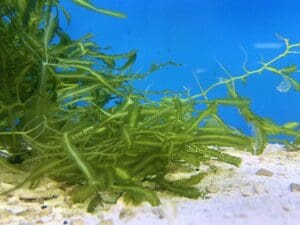 The 10 Largest Single-Cell Organisms in the World - The Quick Report