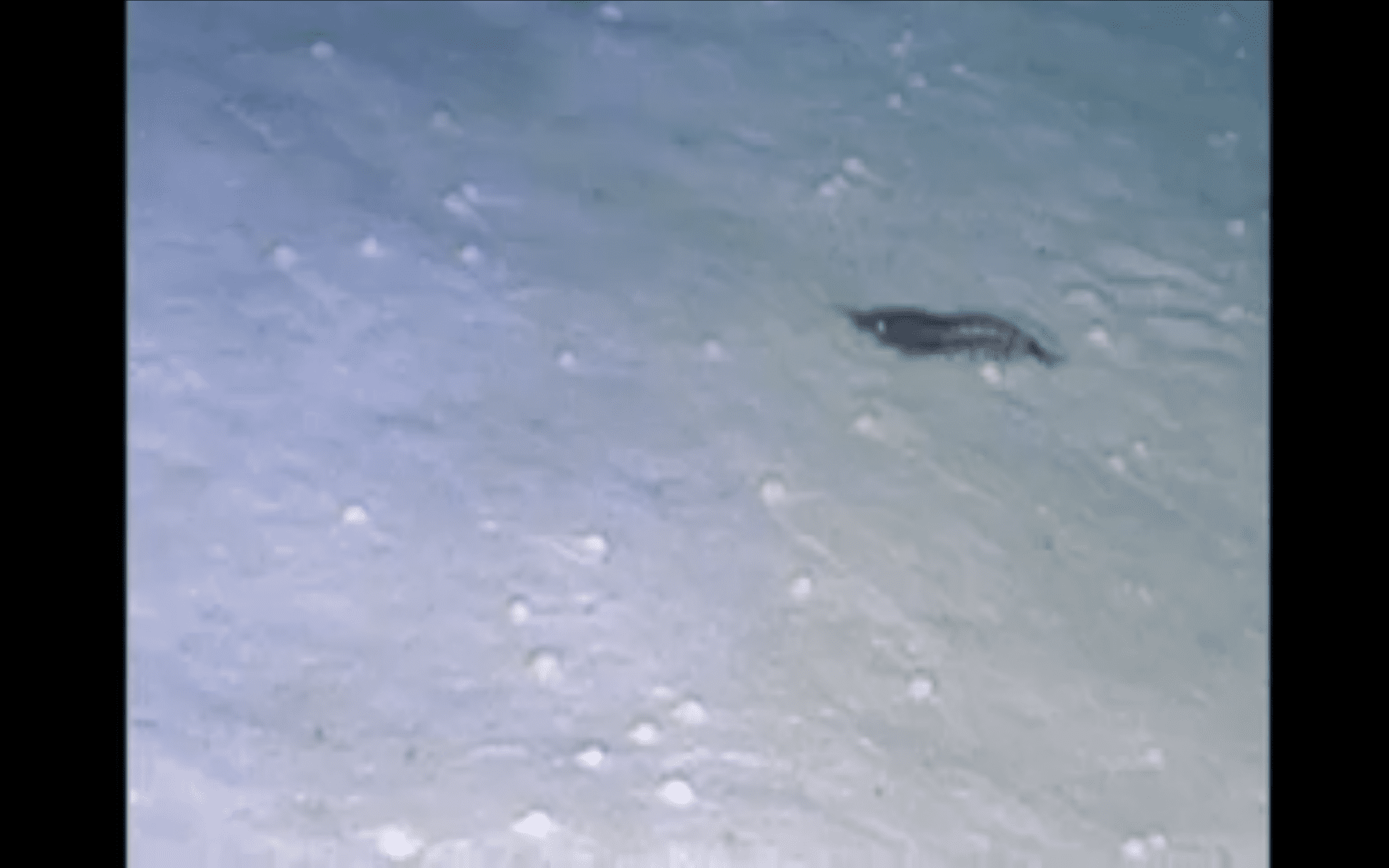 The 10 Largest Single-Cell Organisms in the World - The Quick Report