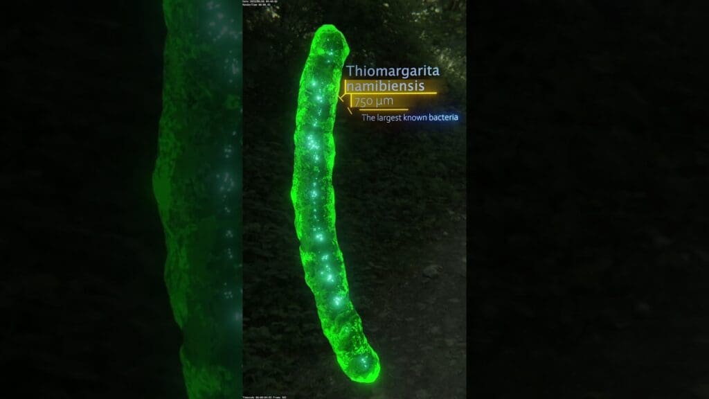 The 10 Largest Single-Cell Organisms in the World - The Quick Report