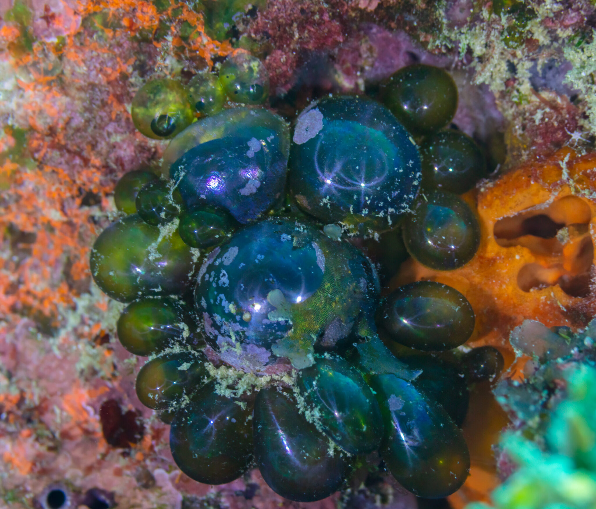 The 10 Largest Single-Cell Organisms in the World - The Quick Report