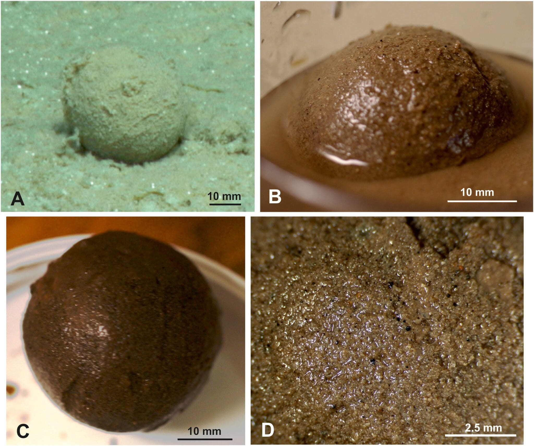 The 10 Largest Single-Cell Organisms in the World - The Quick Report